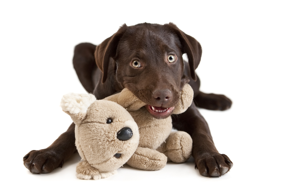 Dracht en bevalling bij de hond